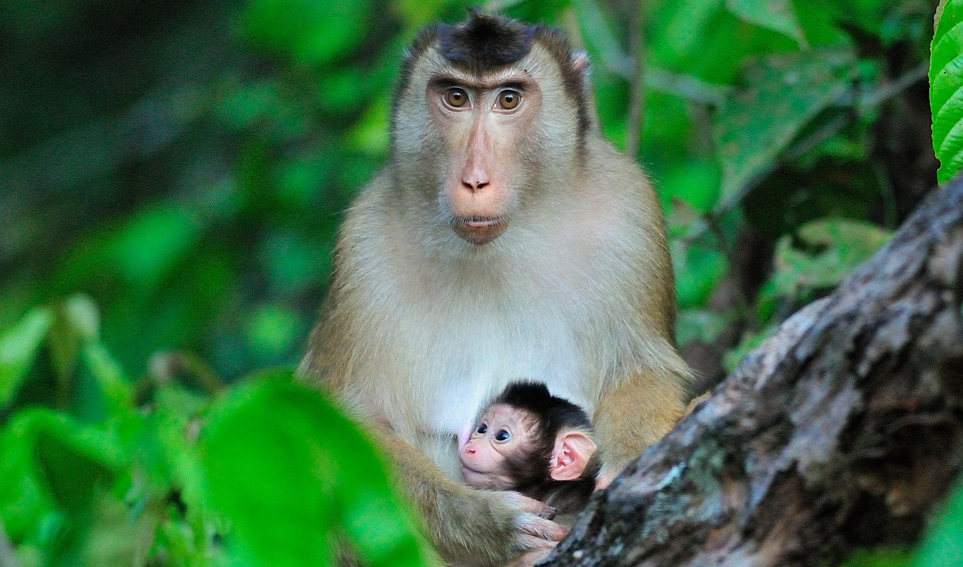Southern pig-tailed macaque facts, distribution & population | BioDB